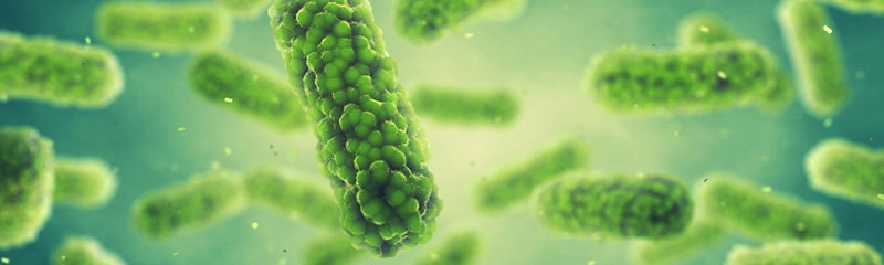 What’s in a bacterial infection? Nature, causes, and cures