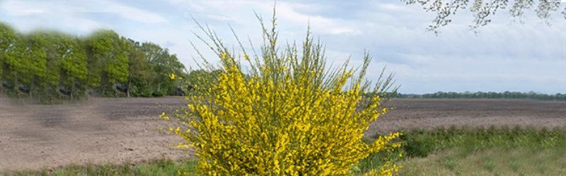 Best Allergy Medication for Pollen and Children | Canada Drugs Direct