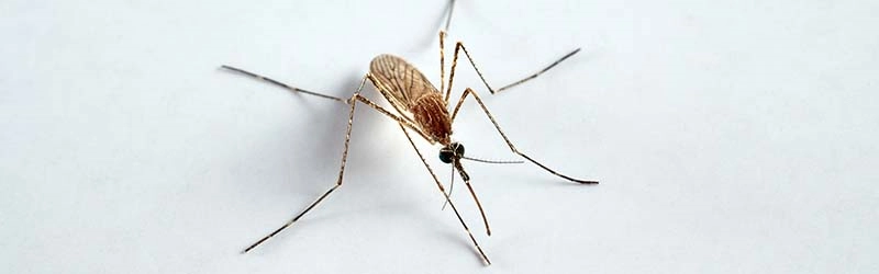 What Is Qualaquin - What Is Qualaquin Used For | Canada Drugs