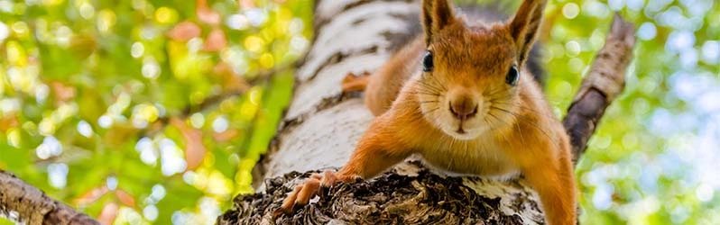 What Is Strattera - How Does Strattera Work